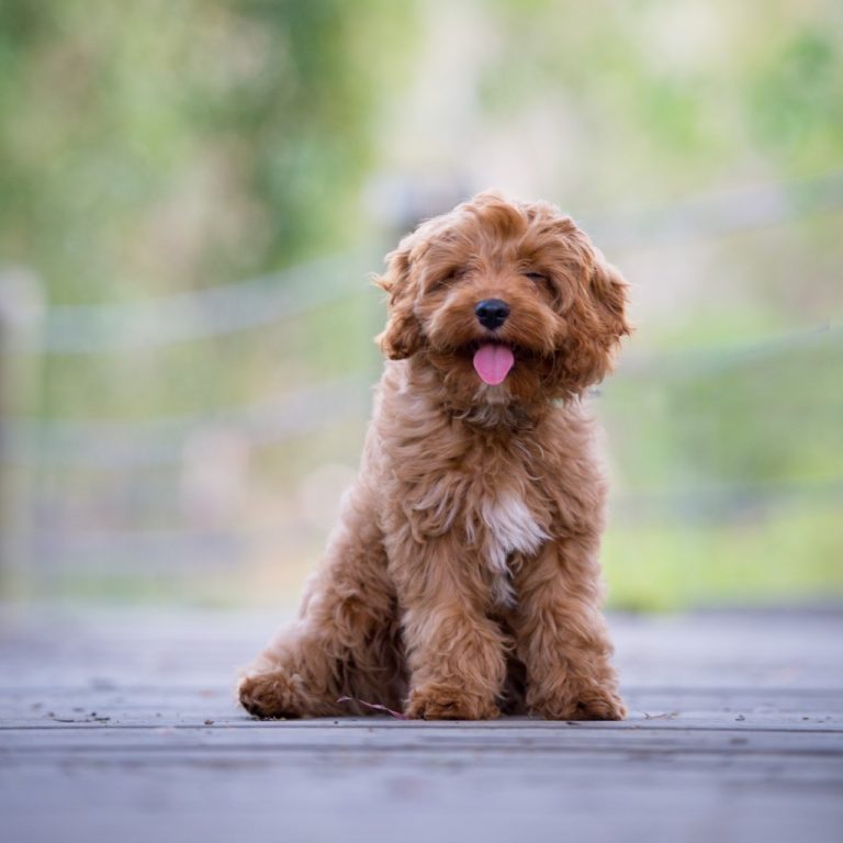 Cavoodle Dog Breed Guide: Facts & Information | Greencross Vets