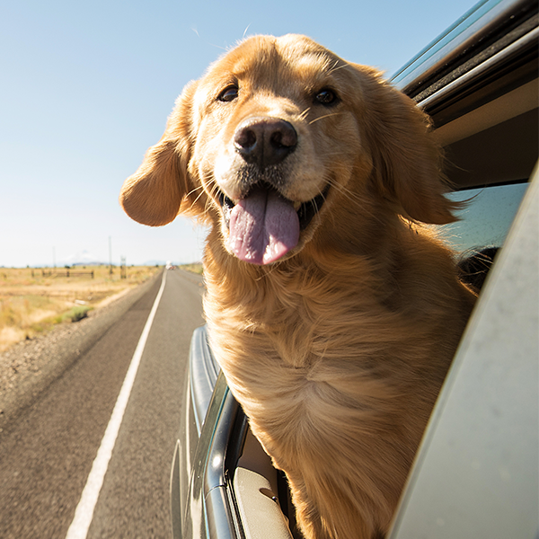 Veterinary Clinic | Greencross Vets Sandringham