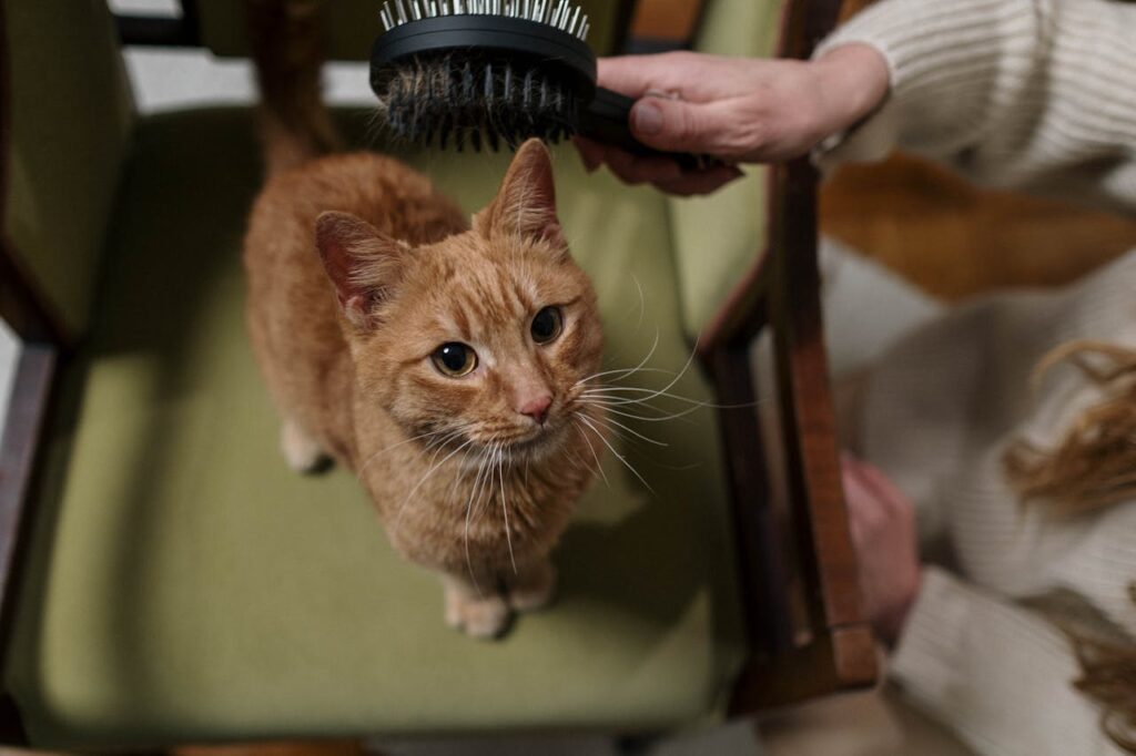 Cat Skin Problems: A Vet's Guide to Causes & Treatments - Greencross Vets